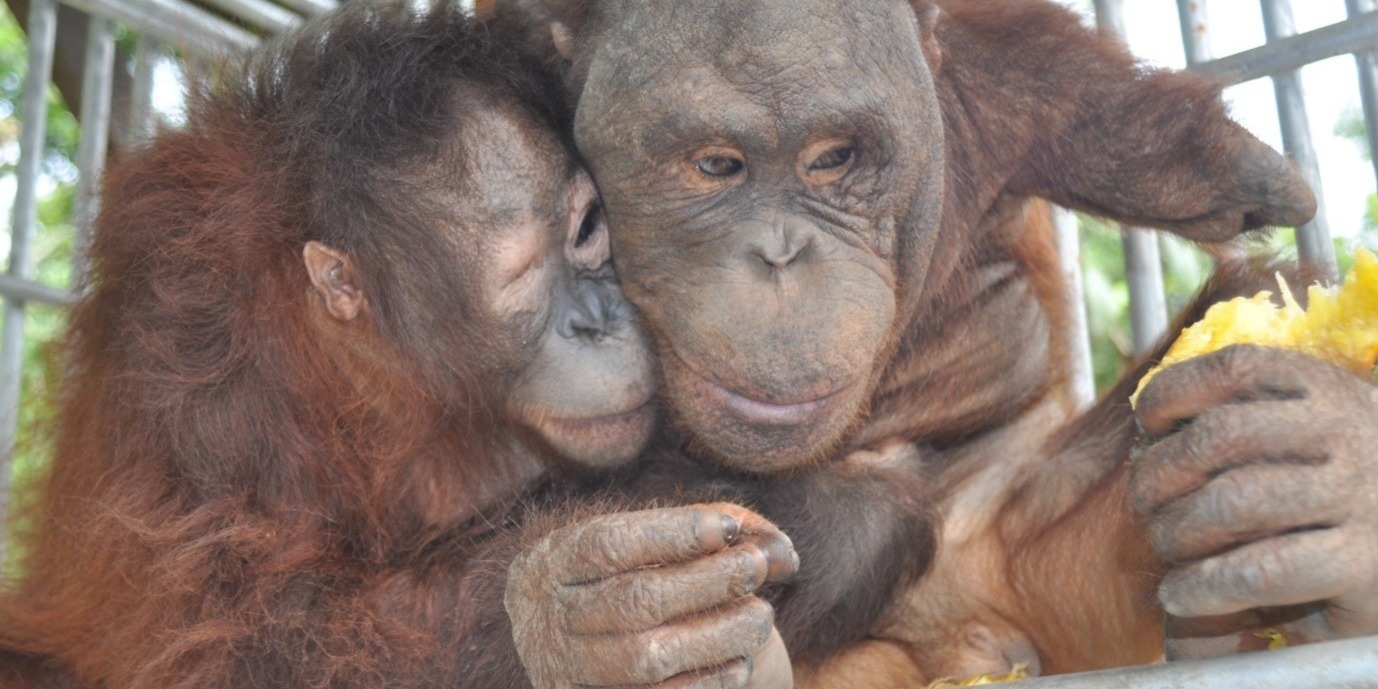 Sanctuary Enclosures for Unreleasable Orangutans in Borneo - Australian Communities Foundation